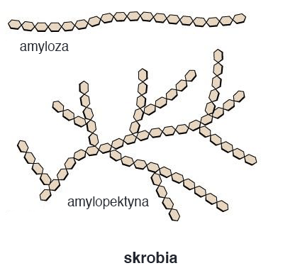 Skrobia i skrobia oporna – jakie mają znaczenie w diecie